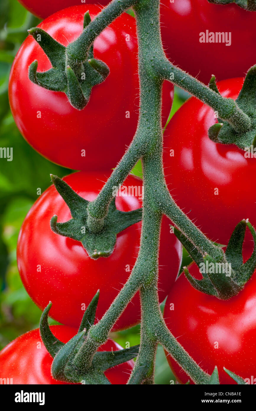 Alaska grown hi-res stock photography and images - Alamy