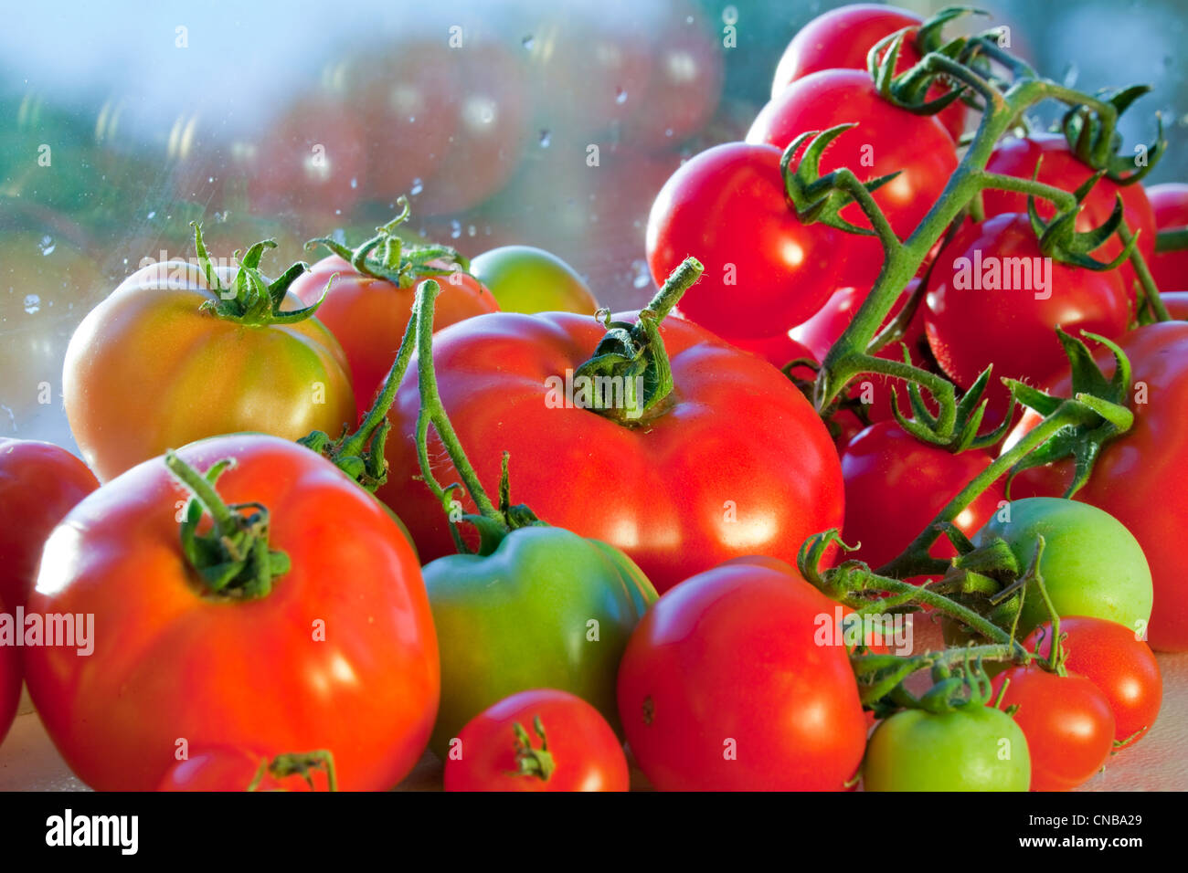 Windowsill display of homegrown tomatoes, Kodiak Island, Southwest ...