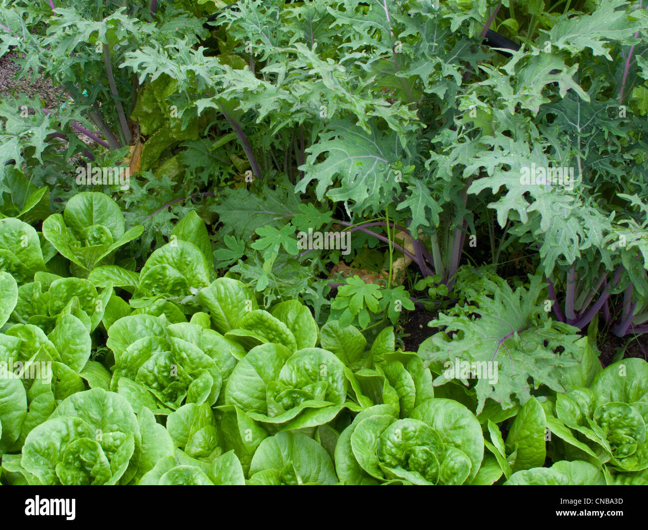 Garden red russian kale hi-res stock photography and images - Alamy