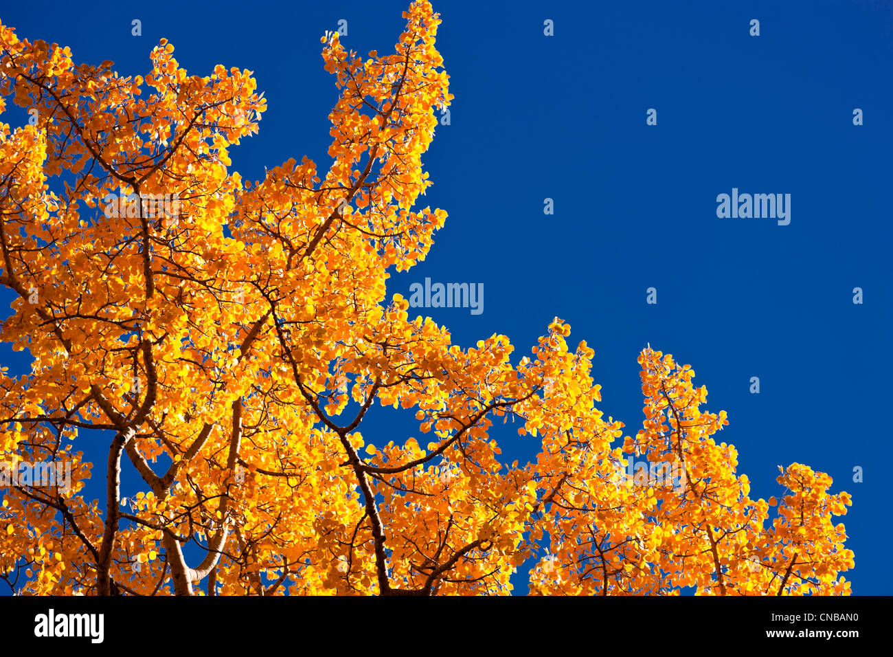 Close up of an Aspen tree with brilliant yellow foliage against a blue ...