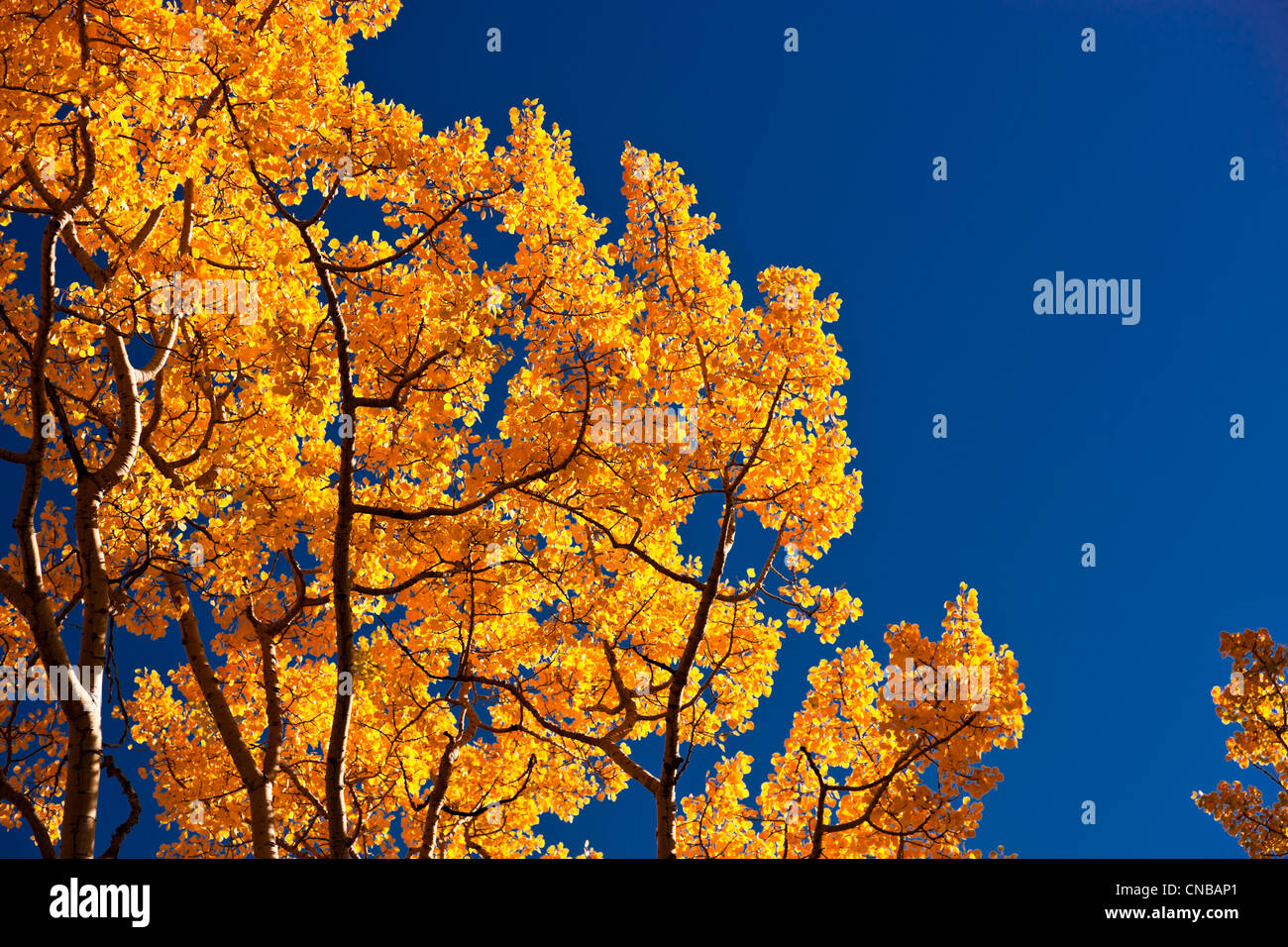 Close up of an Aspen tree with brilliant yellow foliage against a blue ...