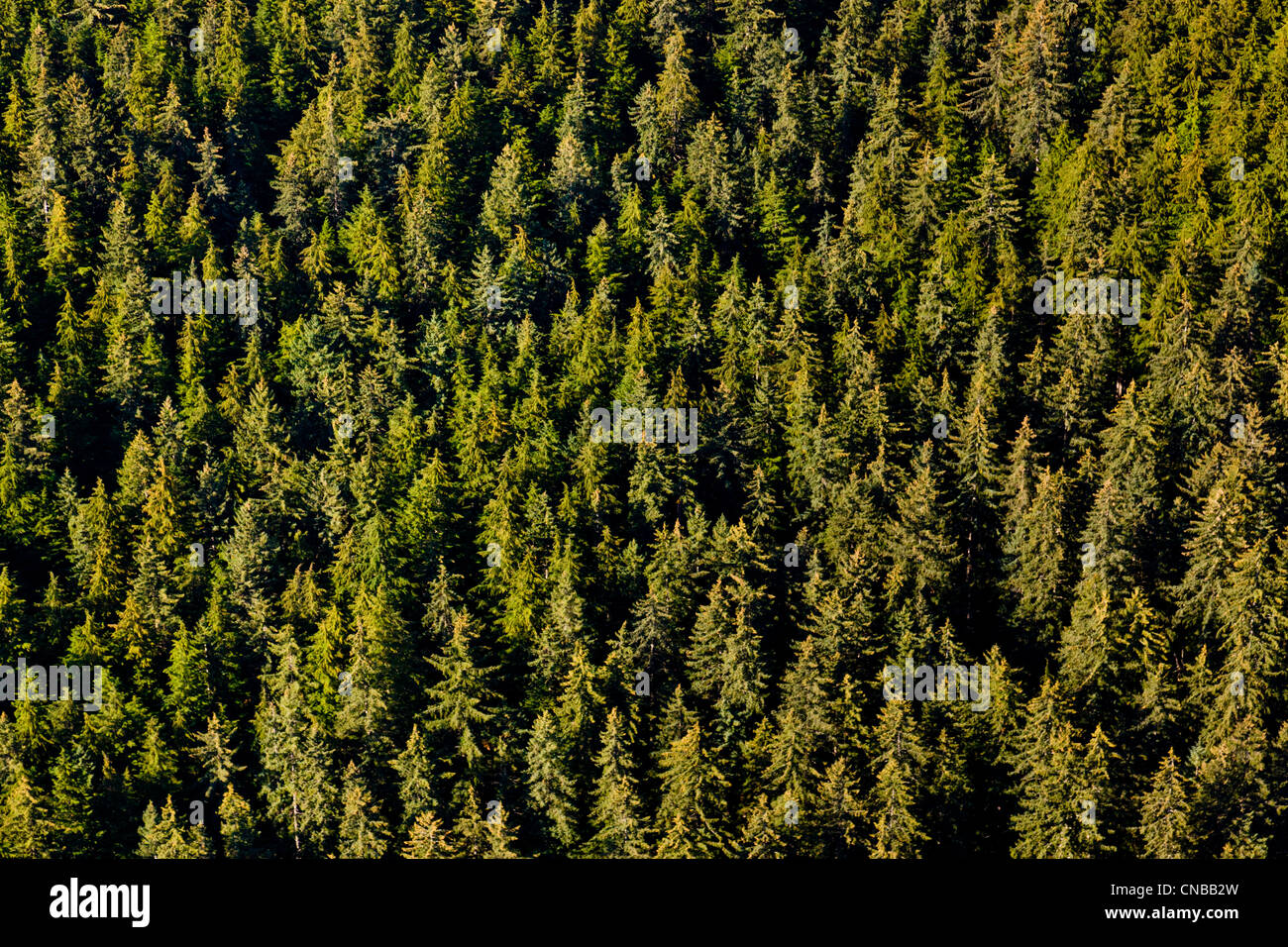 Aerial view thick spruce forest hi-res stock photography and images - Alamy