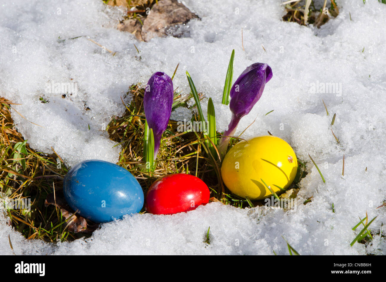 crocus and easter eggs in spring snow Stock Photo - Alamy