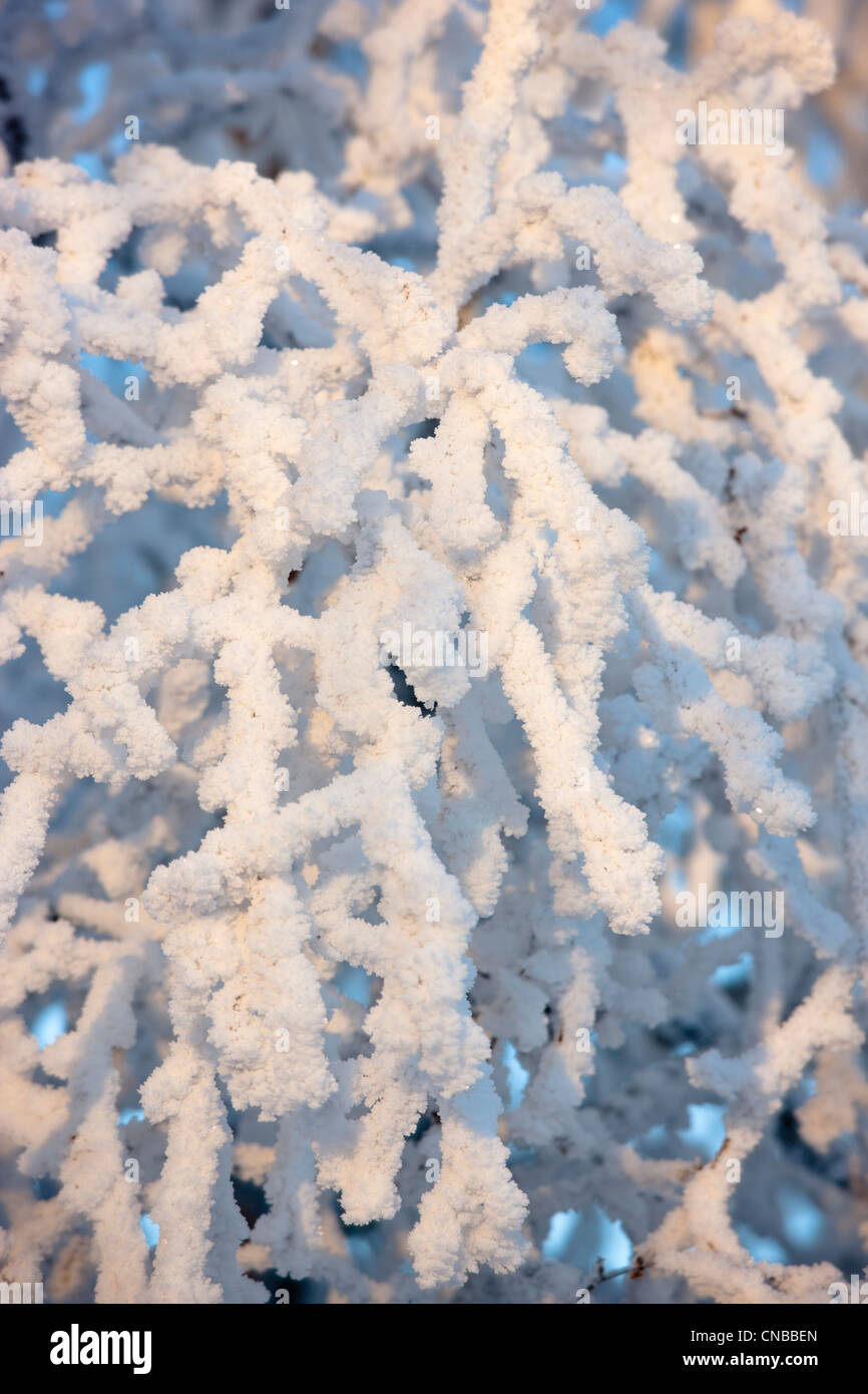 Alaska ice trees hi-res stock photography and images - Alamy