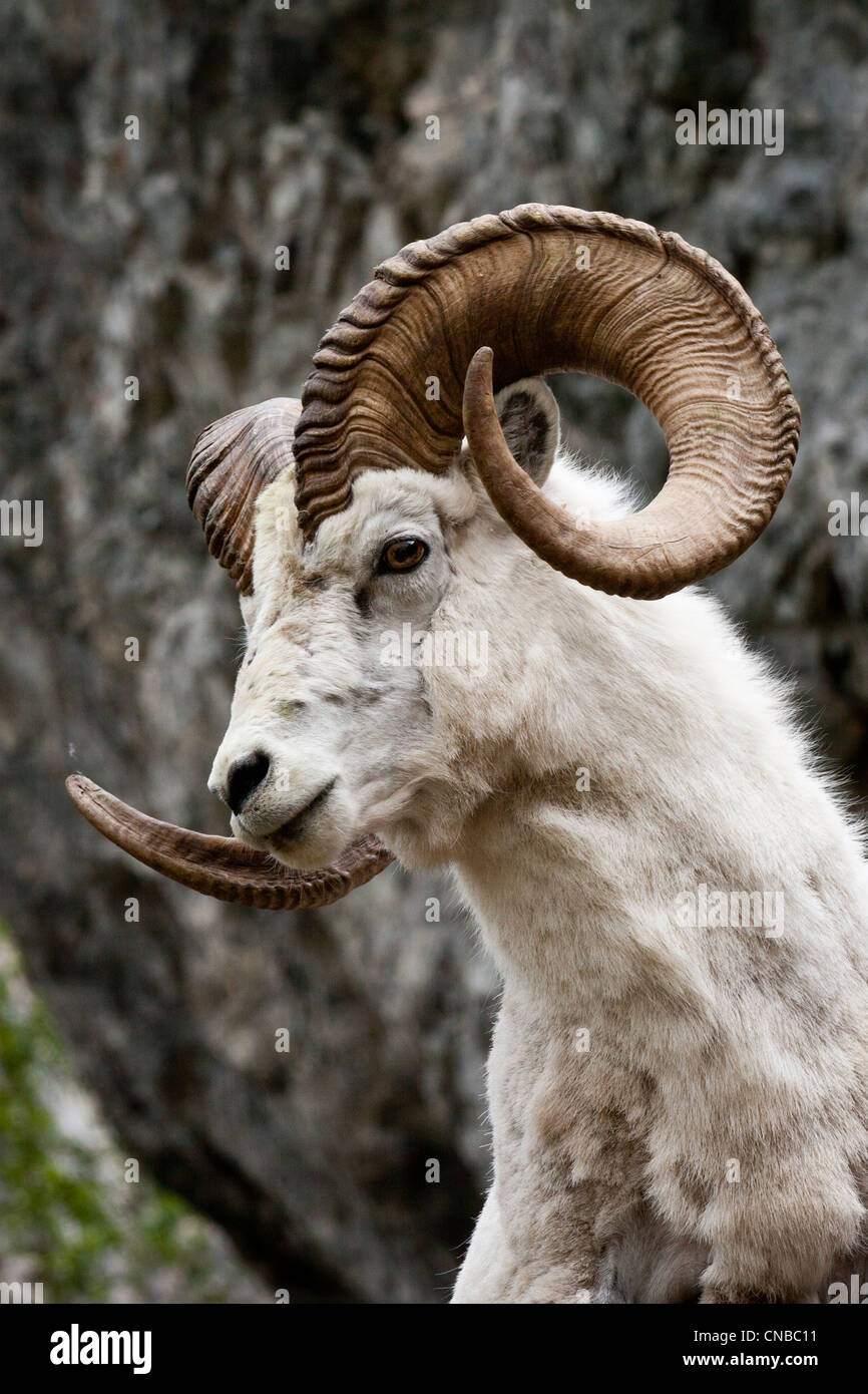 A full-curl Dall ram, Chugach Mountains south of Anchorage ...