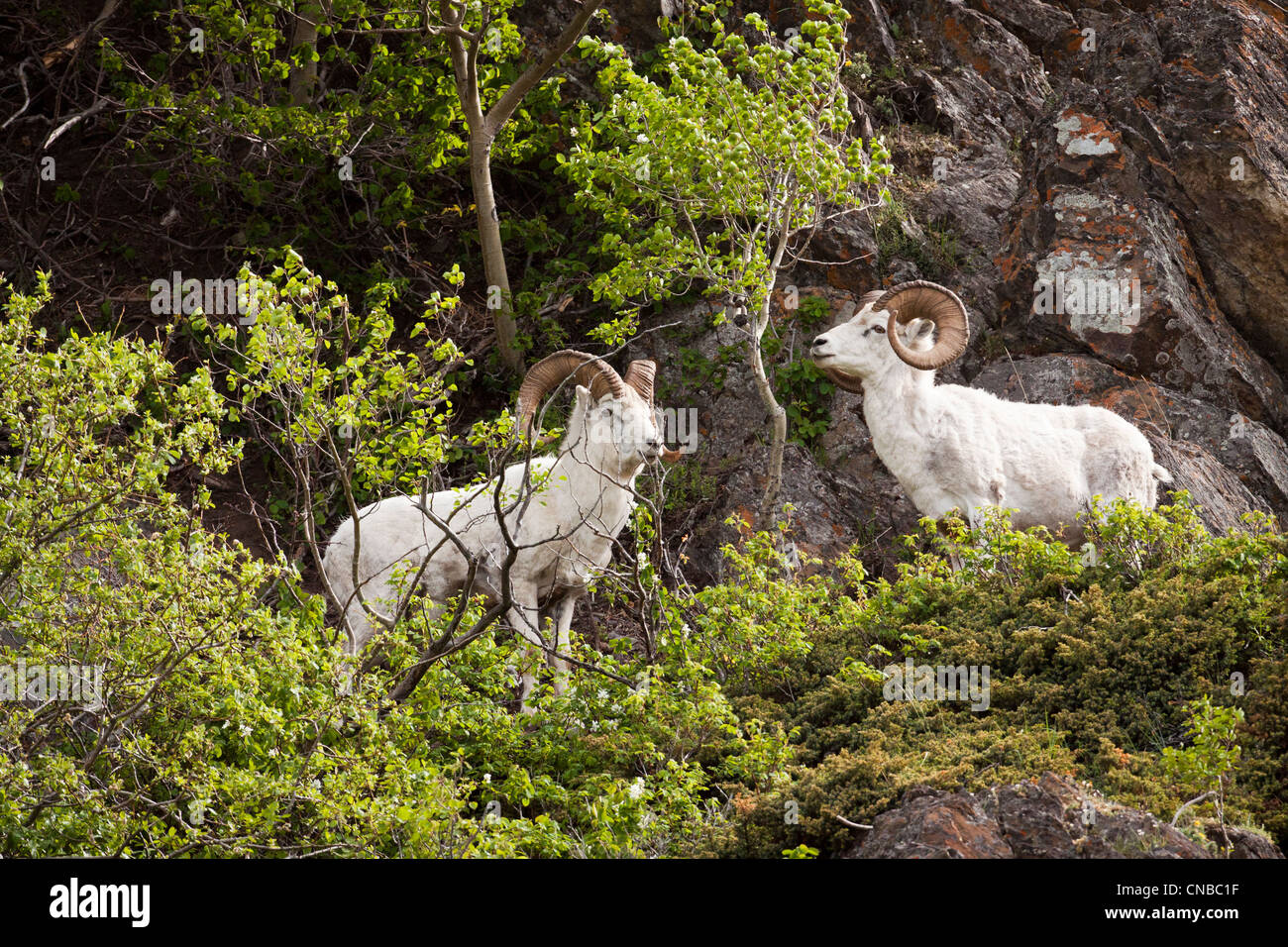 Dall sheep chugach hi-res stock photography and images - Alamy