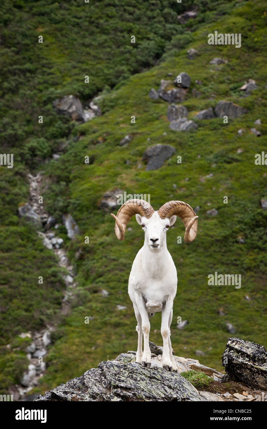A full-curl Dall ram stands on a rock outcrop facing forward, Denali ...