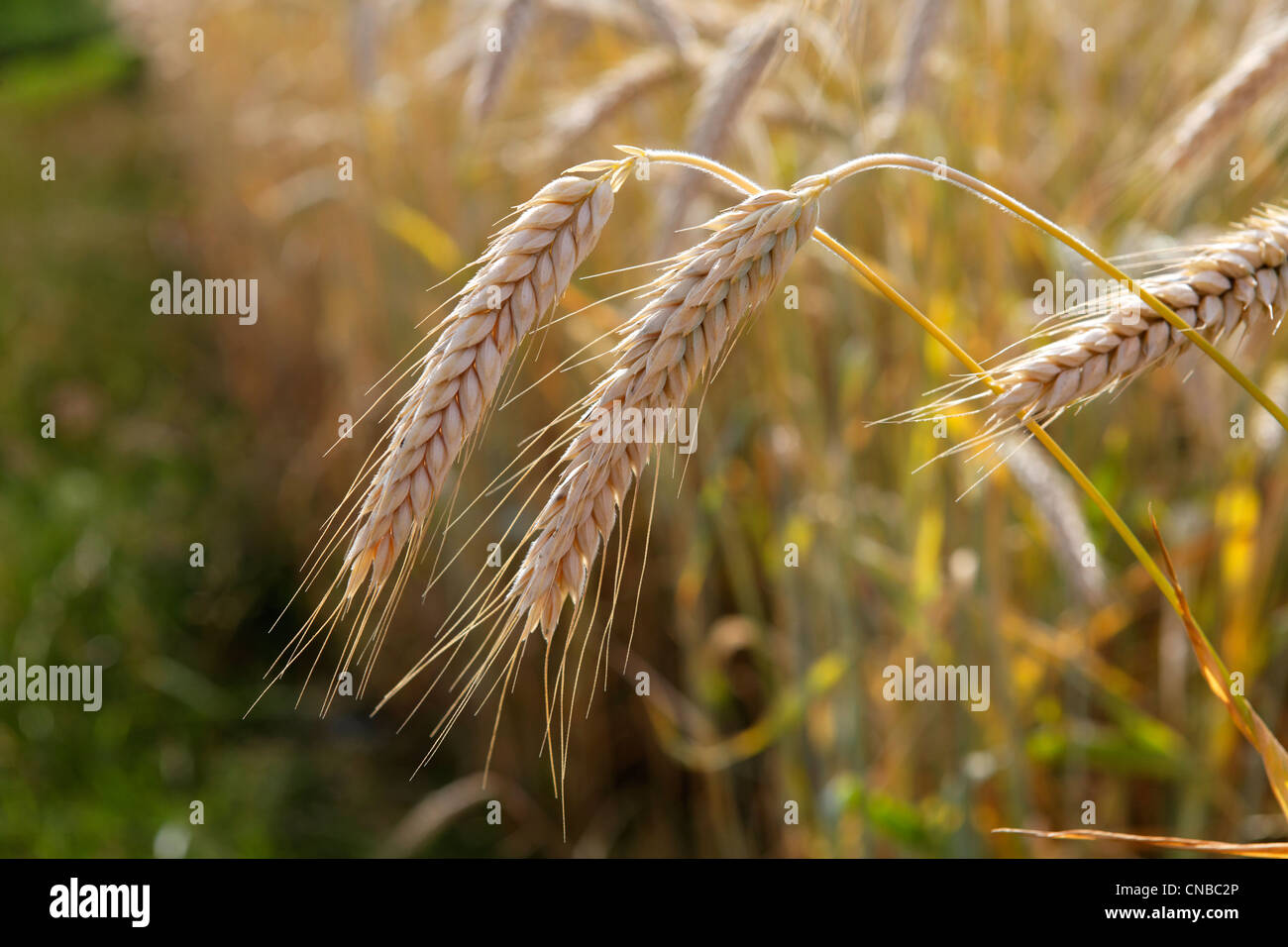Ear of wheat hi-res stock photography and images - Alamy