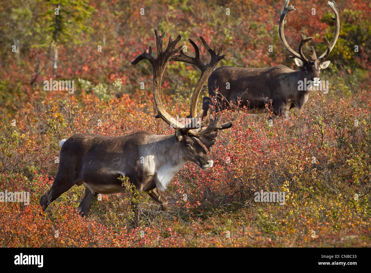 Two bull caribou, with their antlers in velvet, walk thru the colorful ...