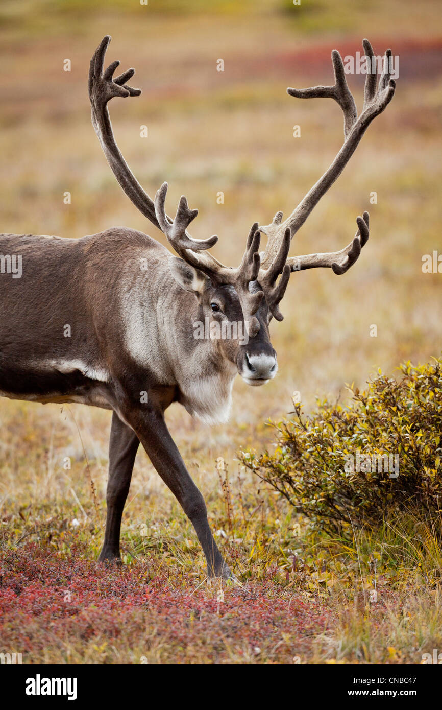Bull caribou with its antlers in velvet walks across colorful tundra in ...