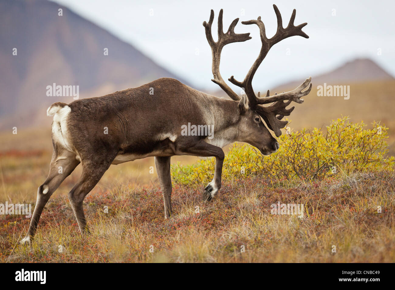Bull caribou with its antlers in velvet walks across colorful tundra in ...