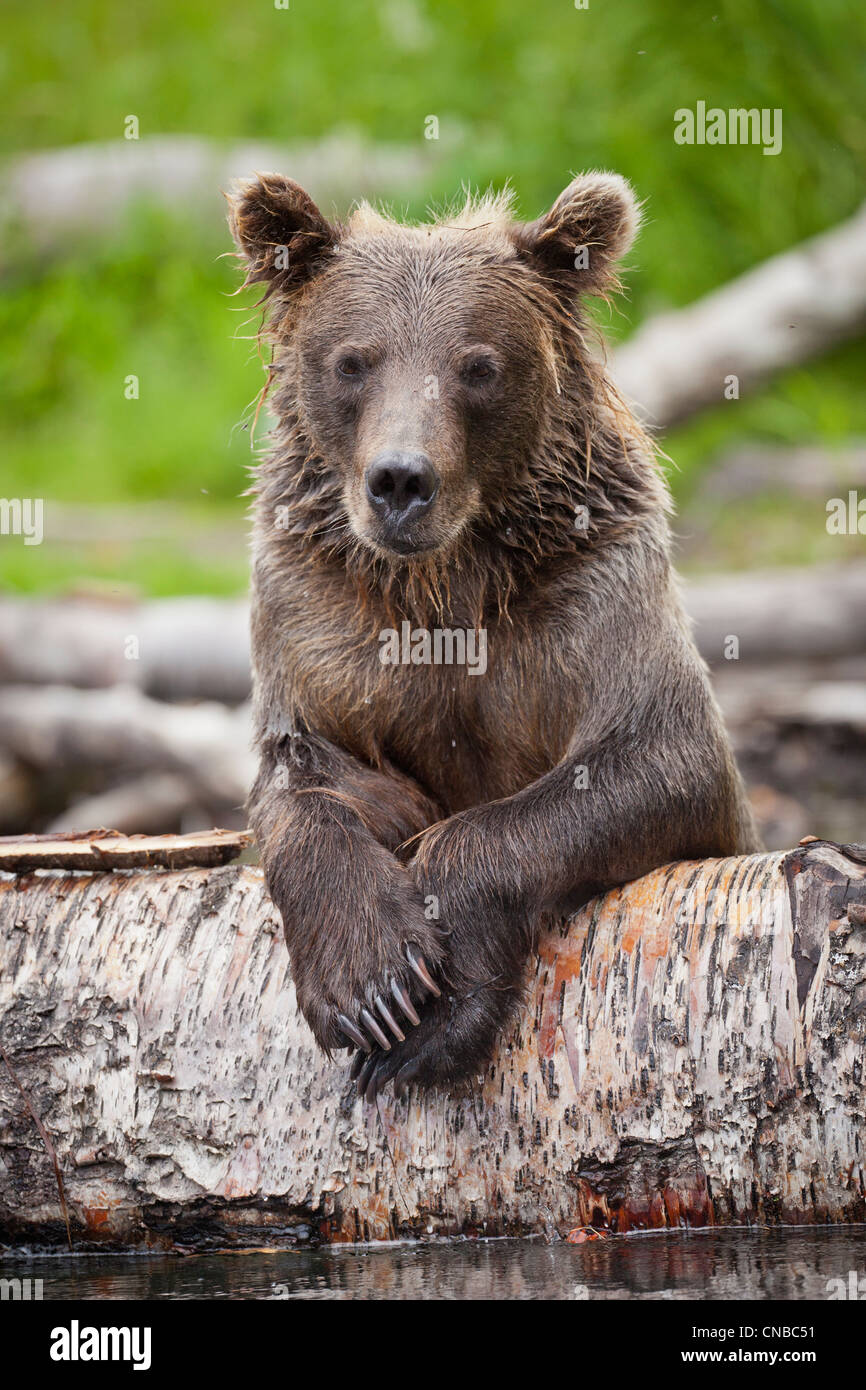 Sub-adult Brown bear rests on a fallen log in the Russian River ...