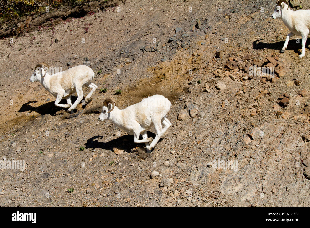 Sheep run hi-res stock photography and images - Alamy