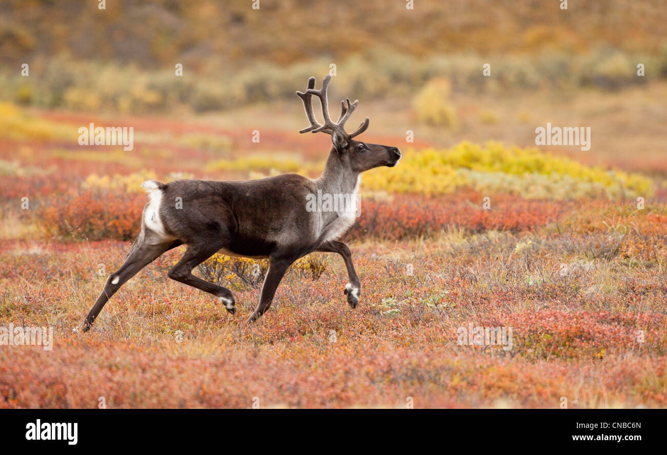 Caribou Animal Running