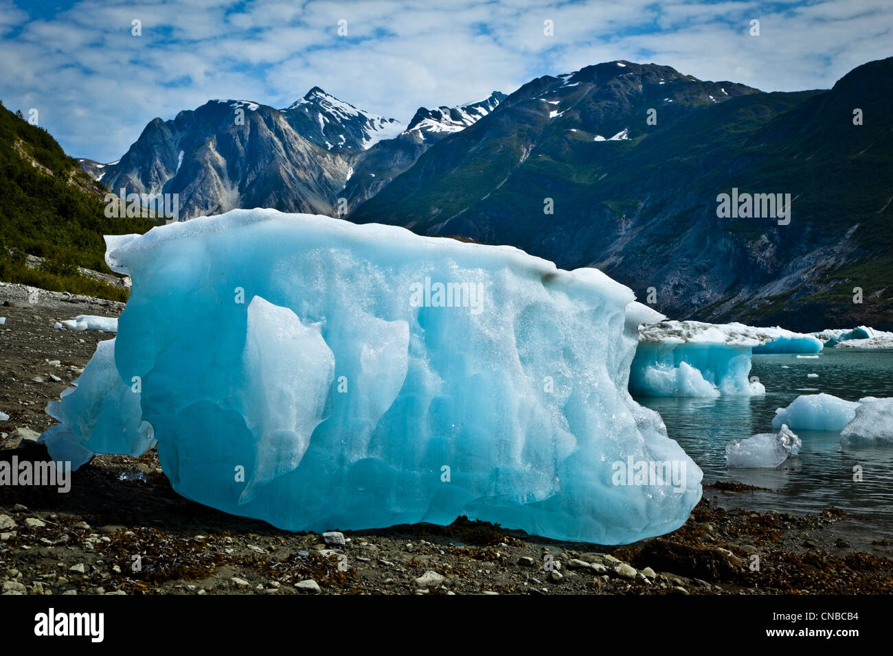 Icebergs from McBride Glacier stranded on shore at low tide, Muir Inlet ...