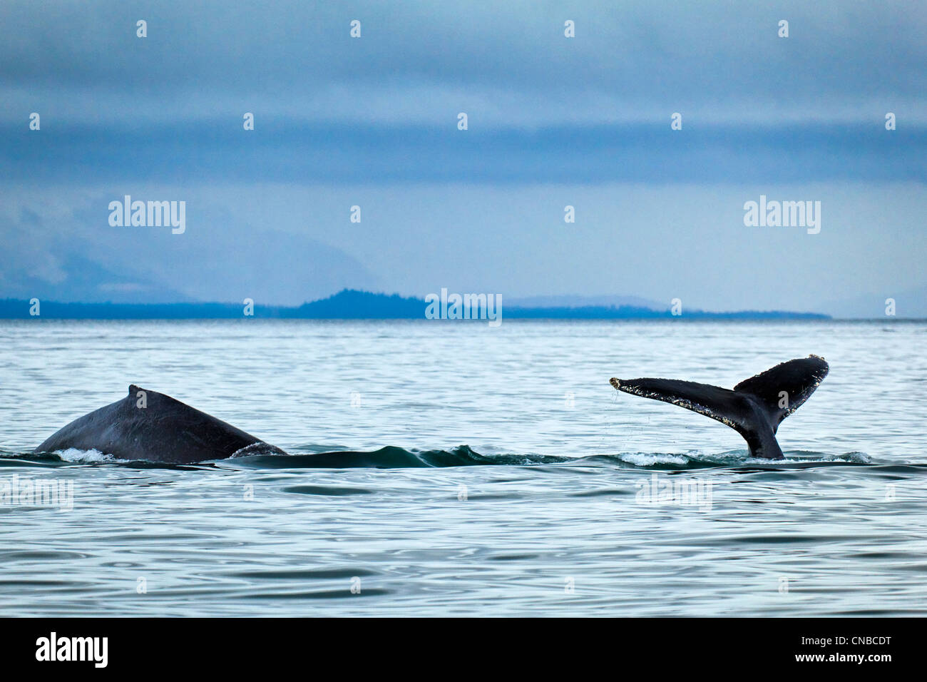 Humpback Whales showing fluke and back fin in Icy Strait, Glacier Bay ...