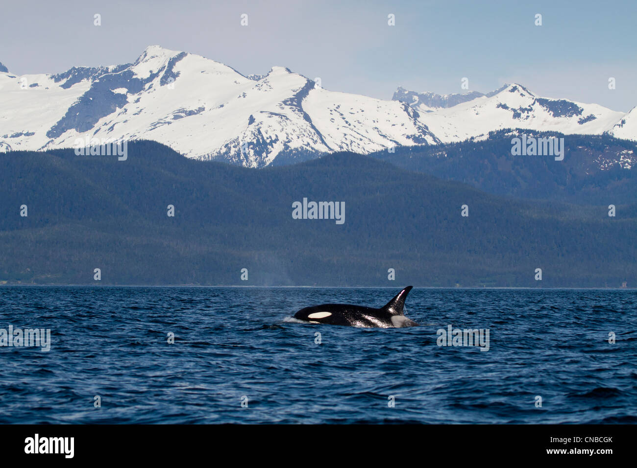 Orca orcinus orca surfacing hi-res stock photography and images - Alamy