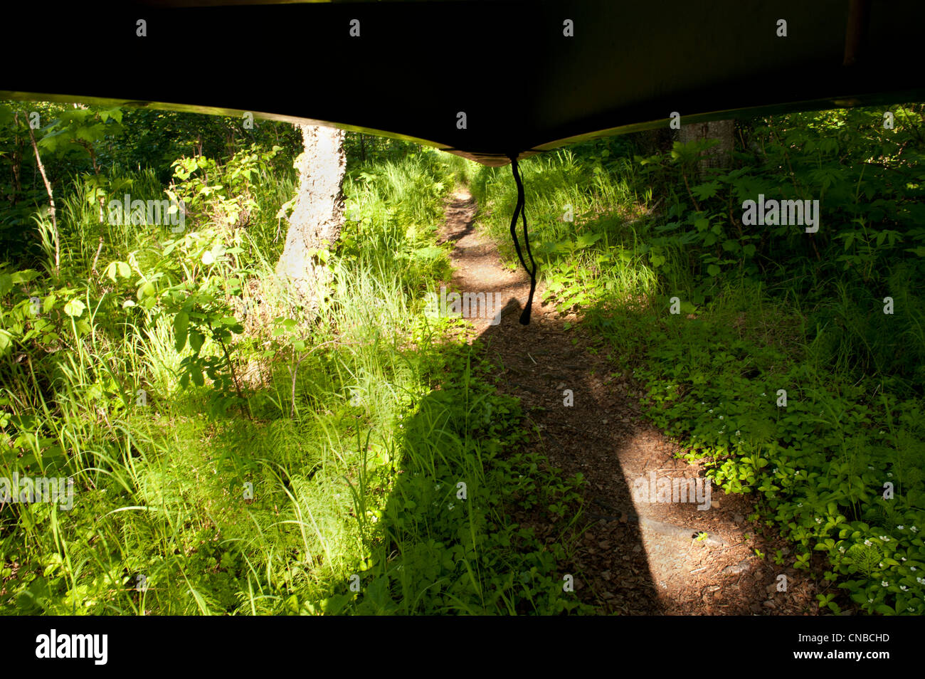 Nancy lake alaska hi-res stock photography and images - Alamy