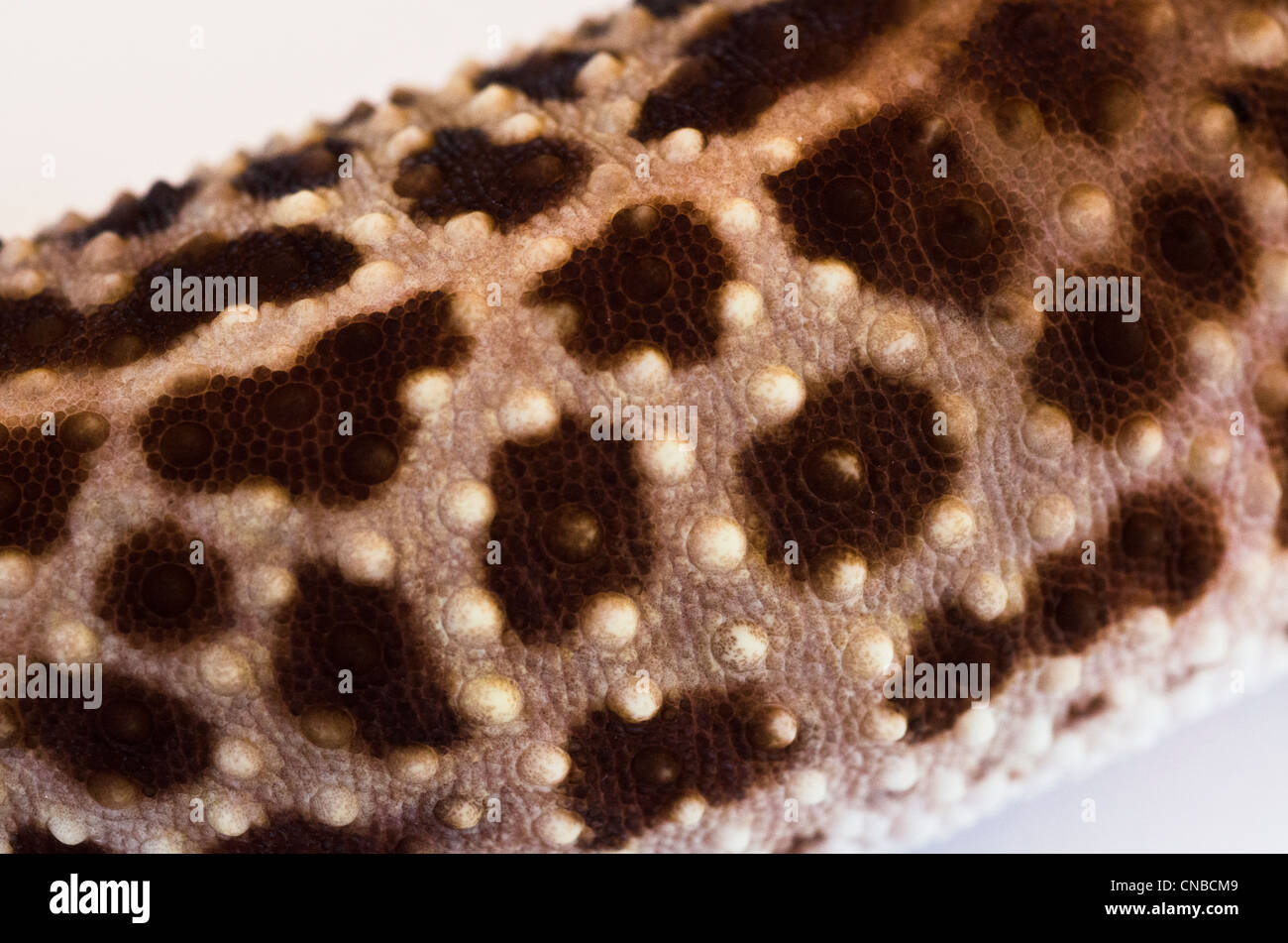 Leopard gecko lizard hi-res stock photography and images - Alamy