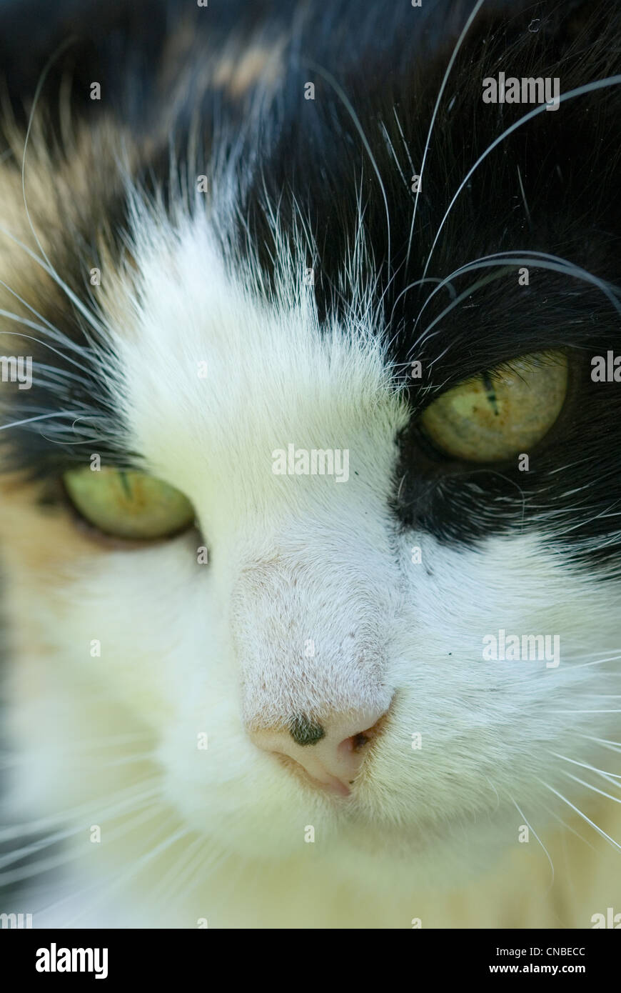 Calico cat face hi-res stock photography and images - Alamy