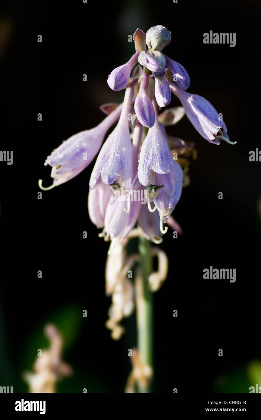 Inflorescencia of Bergenia with drops of morning dew Stock Photo - Alamy