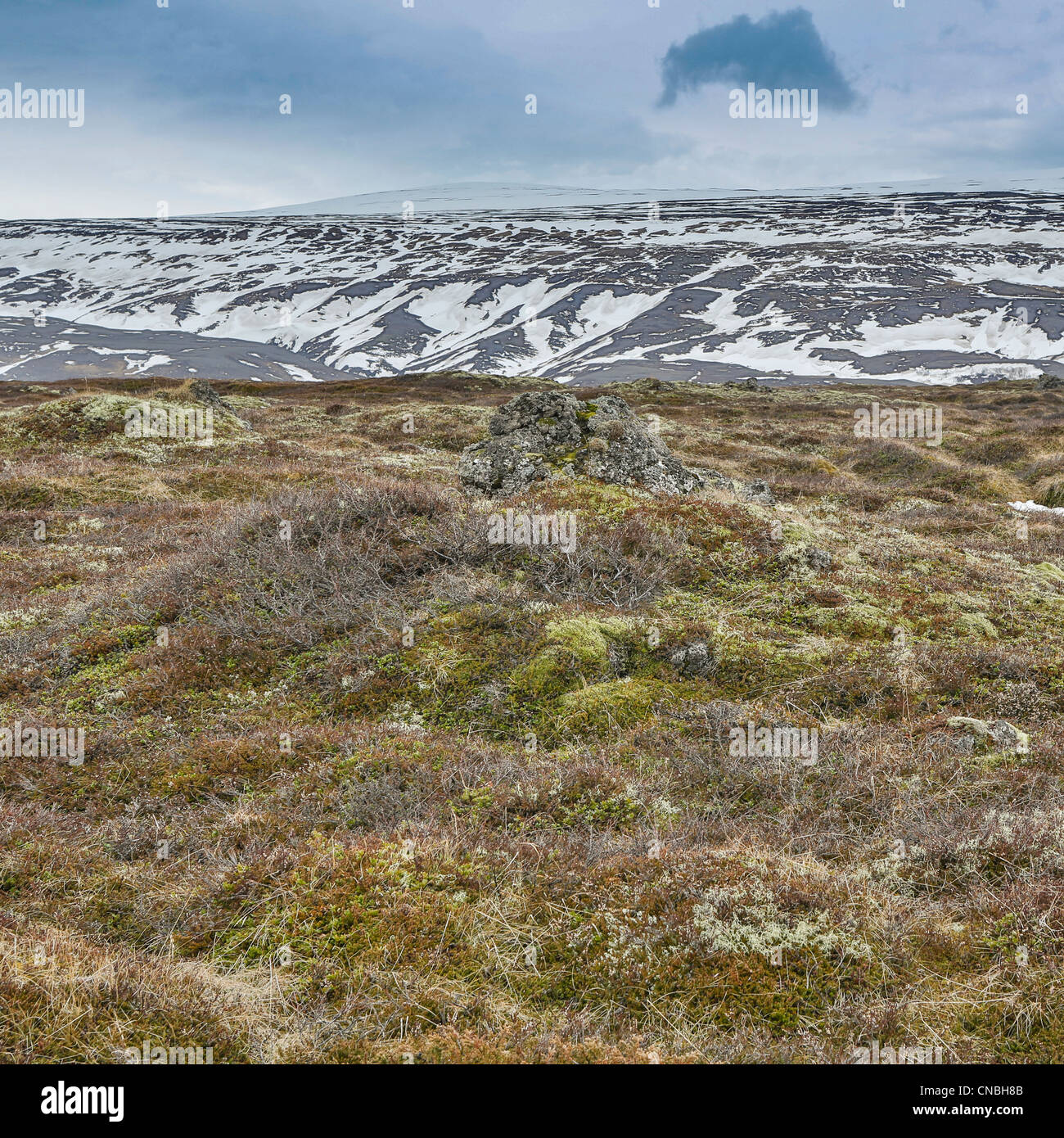 Lava and moss by Godafoss waterfall, Northern Iceland Stock Photo - Alamy