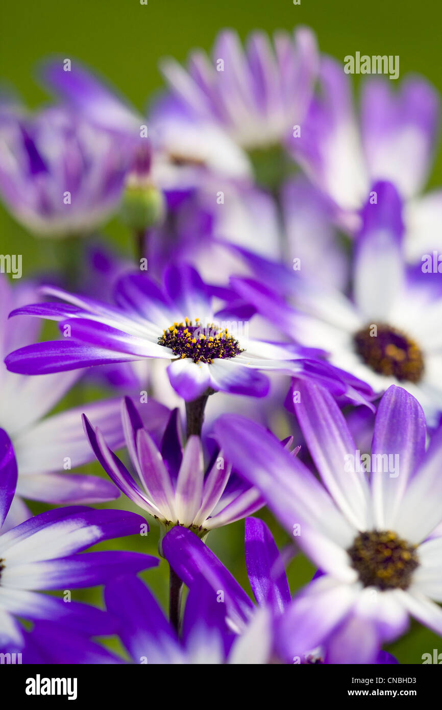 Senetti Blue - Pericallis Hybrids Stock Photo - Alamy