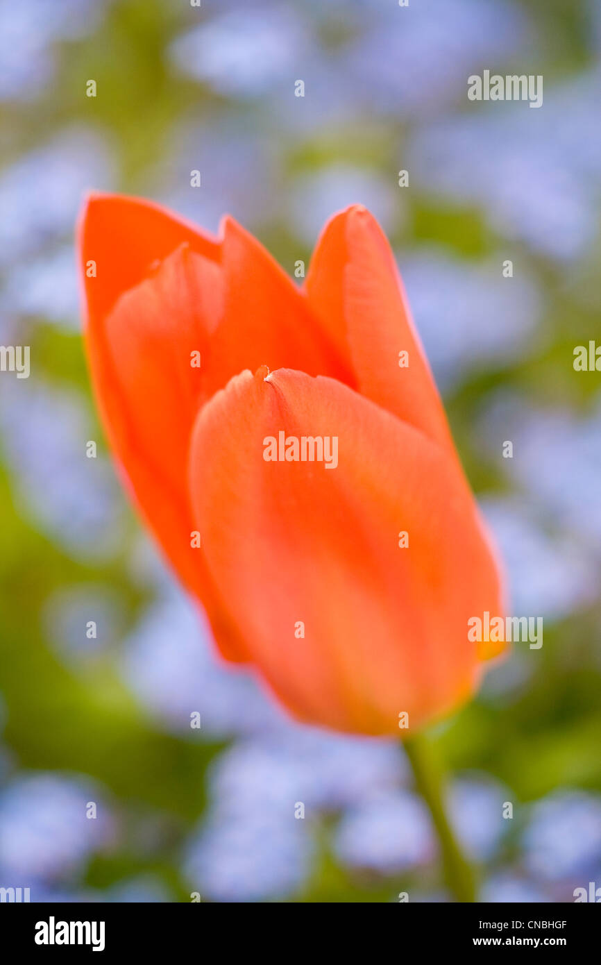 Tulip 'Orange Emperor' with Forget-me-nots in Background Stock Photo ...