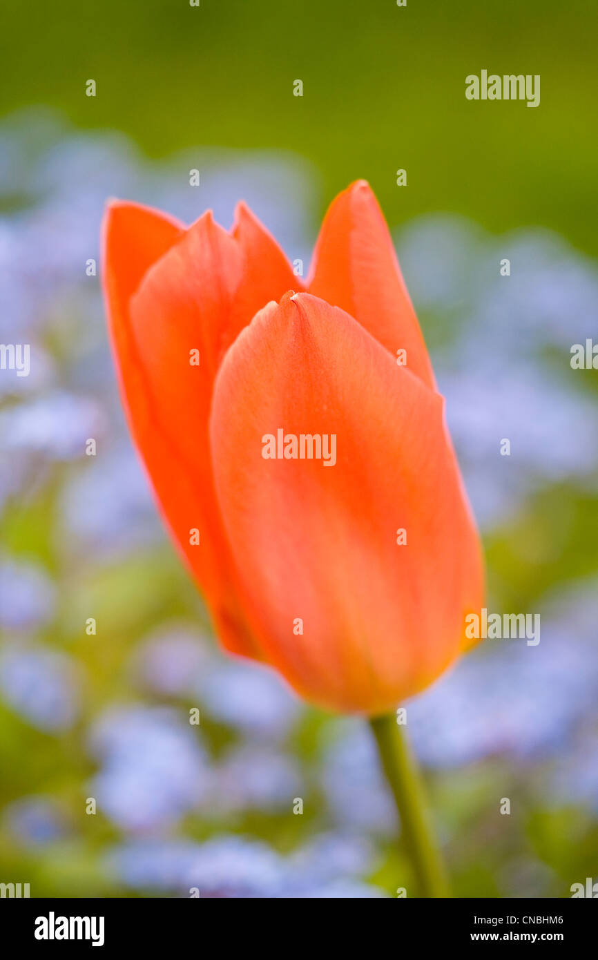 Tulip 'Orange Emperor' with Forget-me-nots in Background Stock Photo ...