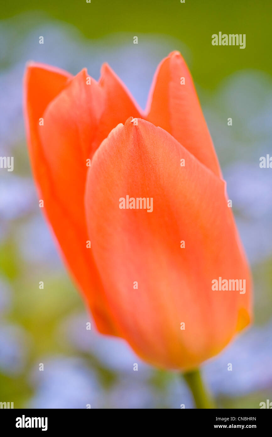 Tulip 'Orange Emperor' with Forget-me-nots in Background Stock Photo ...
