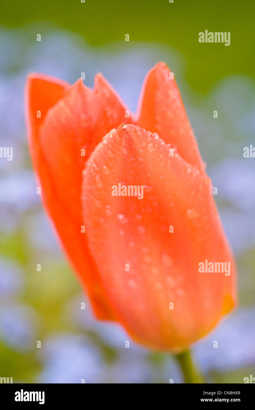 Tulip 'Orange Emperor' with Forget-me-nots in Background Stock Photo ...