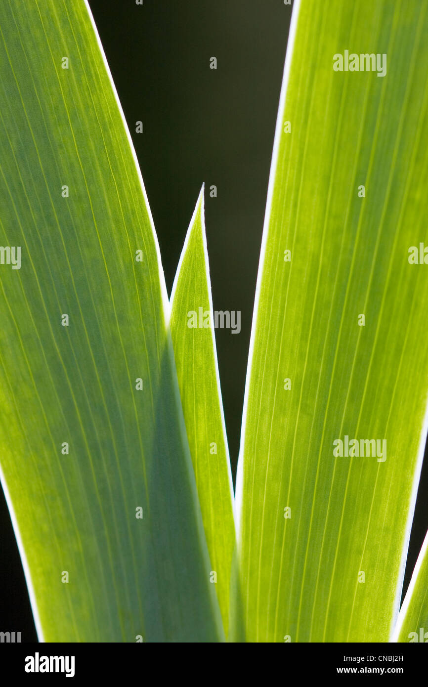 Iris leaves hi-res stock photography and images - Alamy