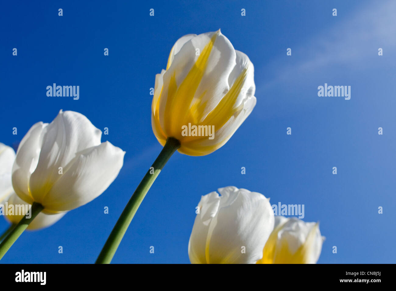 Pale blue and white and yellow hi-res stock photography and images - Alamy