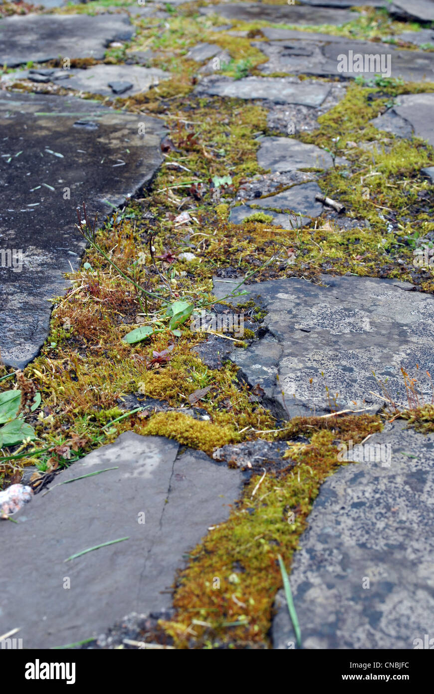 Scottish moss hi-res stock photography and images - Alamy