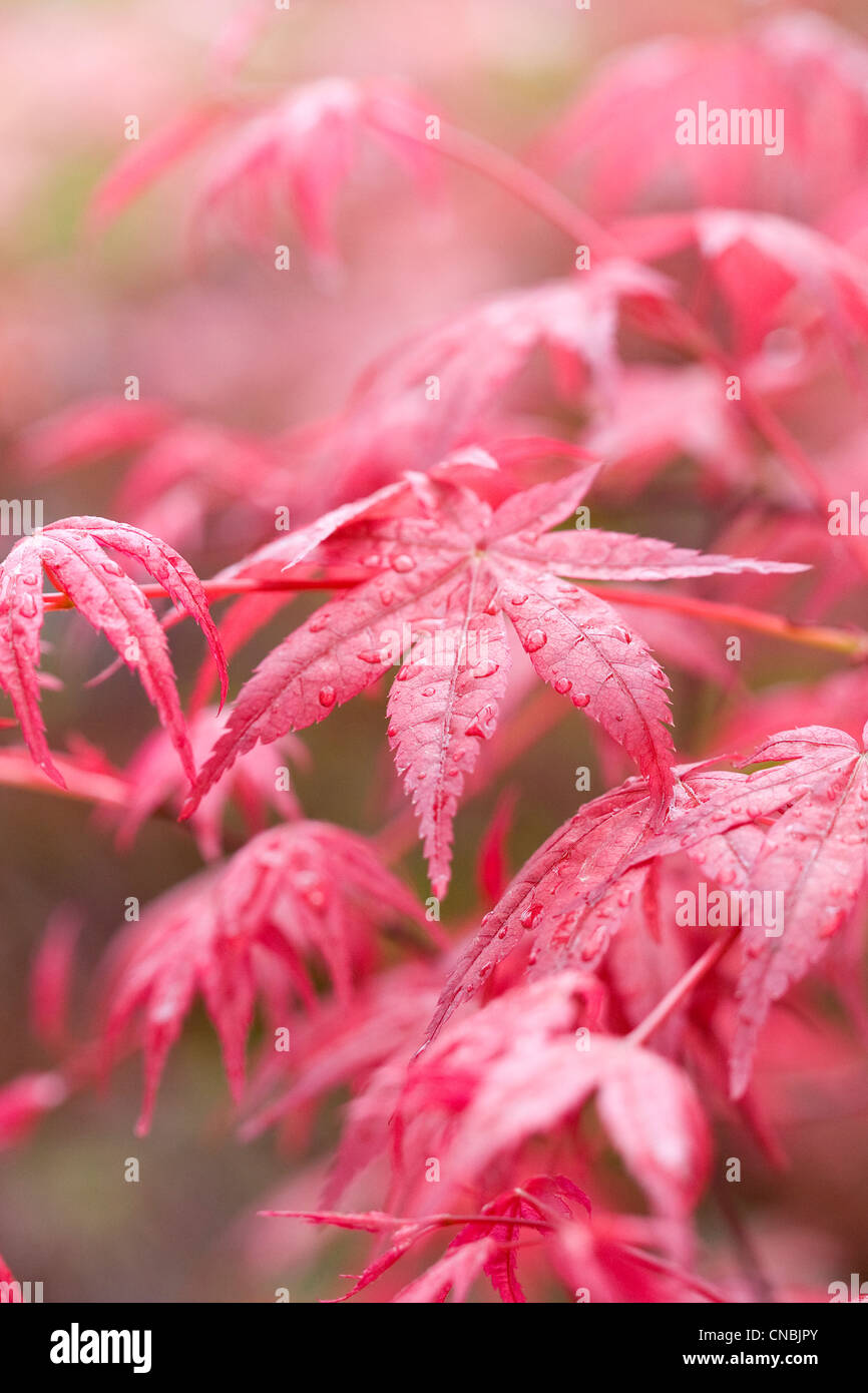 Acer palmatum deshojo hi-res stock photography and images - Alamy