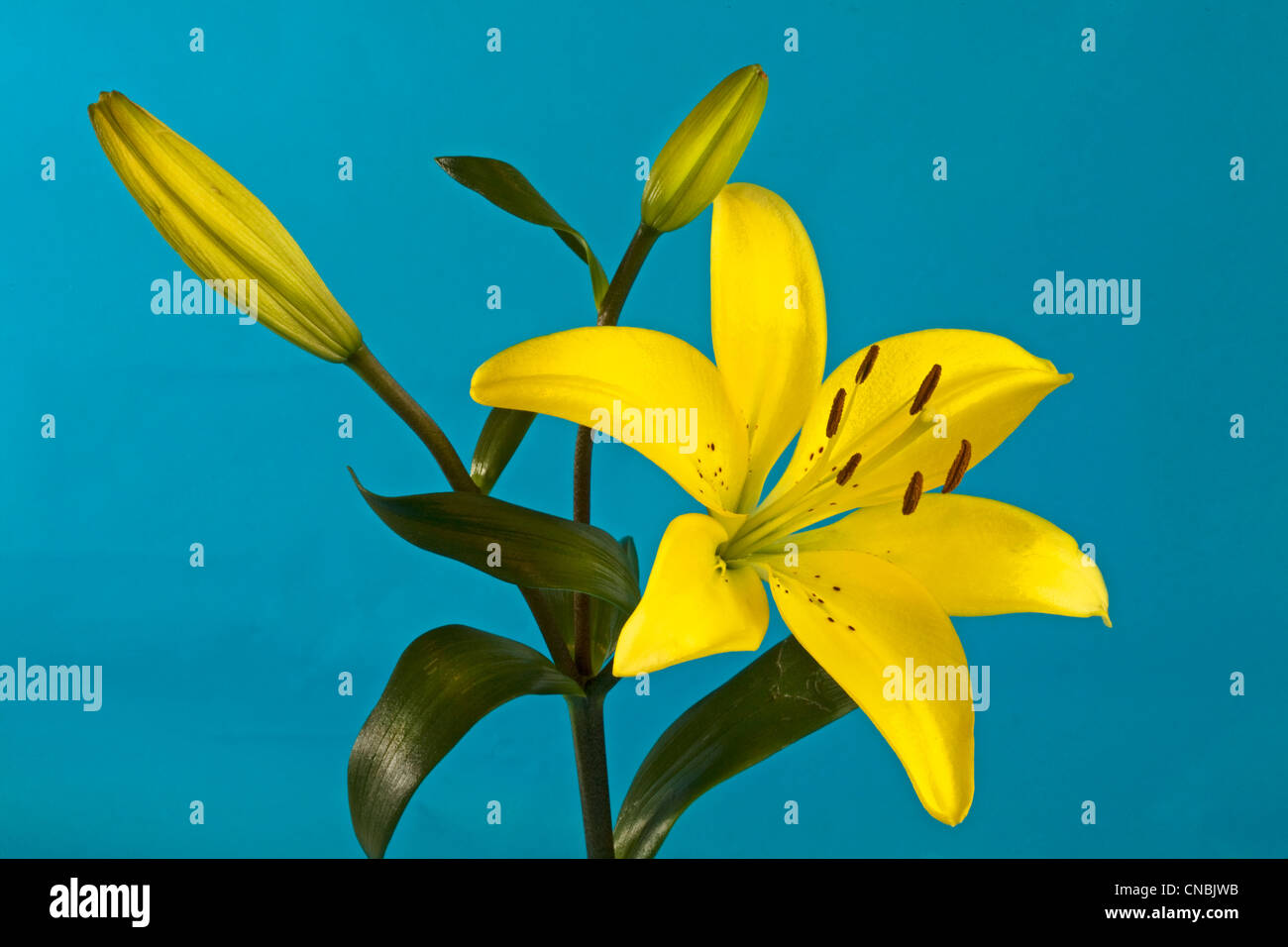 Pistel hi-res stock photography and images - Alamy