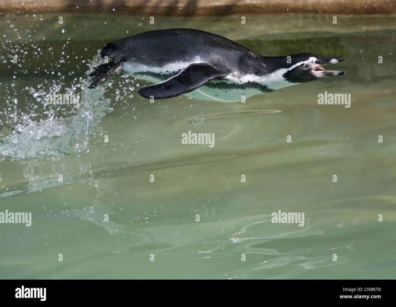 Penguin jumping out of water hi-res stock photography and images - Alamy
