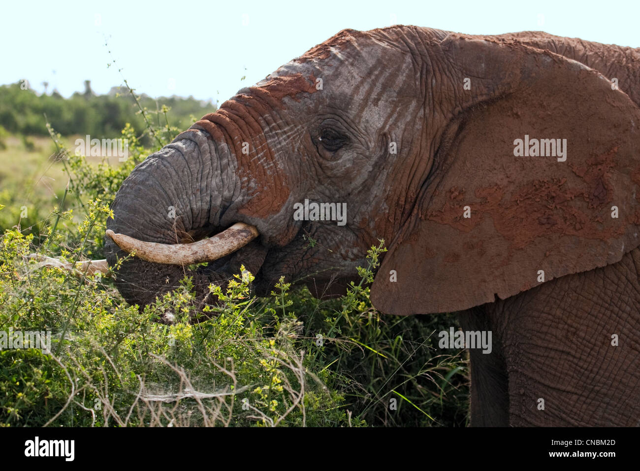 Male Elephant, Addo Elephant Park, Garden Route, South Africa Stock ...