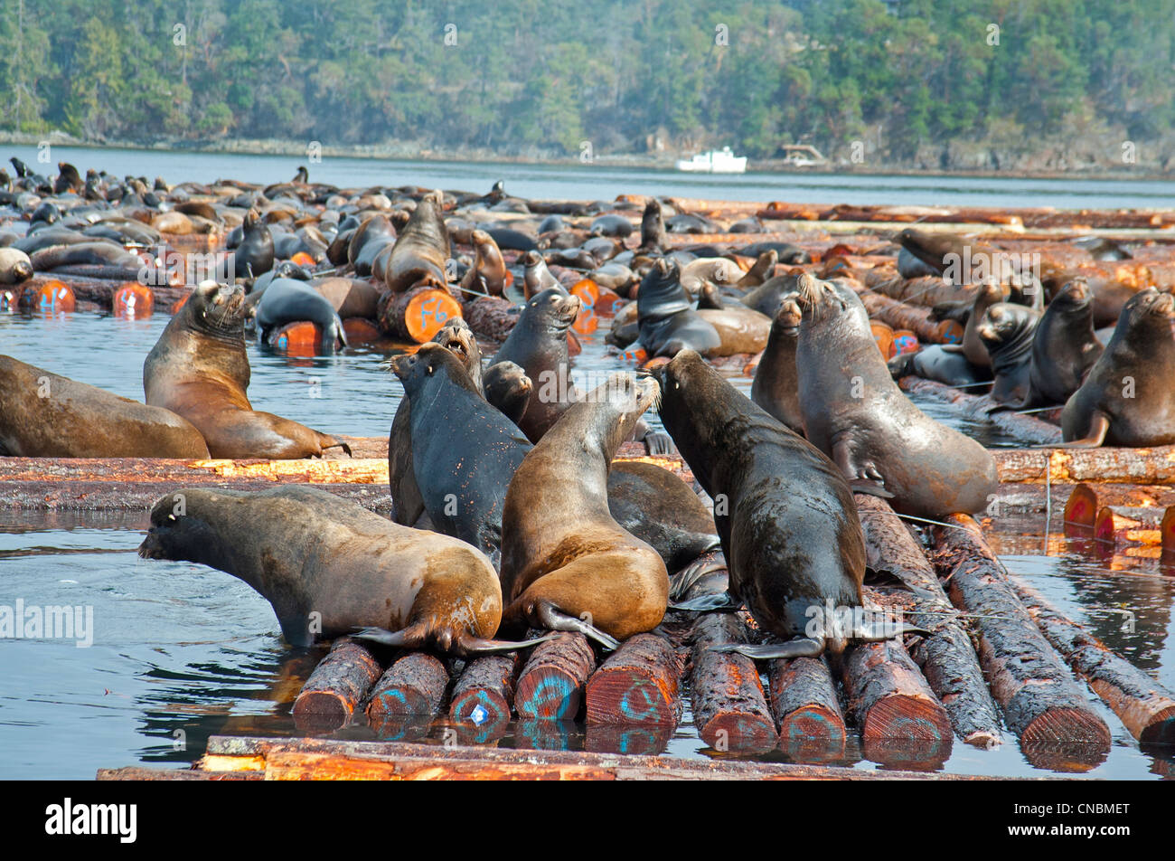 Steller and Califonia Sea Lions at Craig Bay logging yard, Nanoose Bay ...
