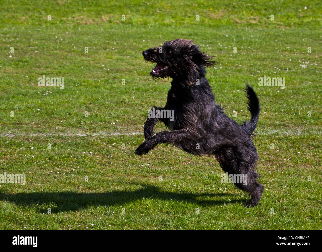 Big dog jumping hi-res stock photography and images - Alamy
