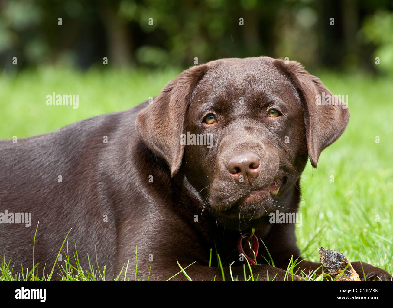 Chocolate labrador close up hi-res stock photography and images - Alamy