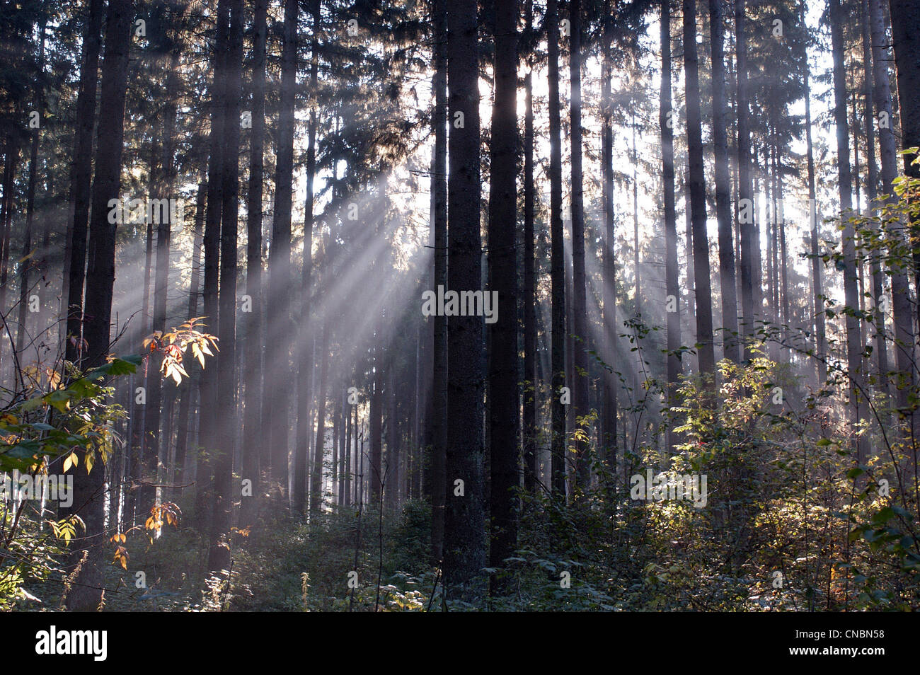 Rays of sunlight shining between trees in a forest Stock Photo - Alamy