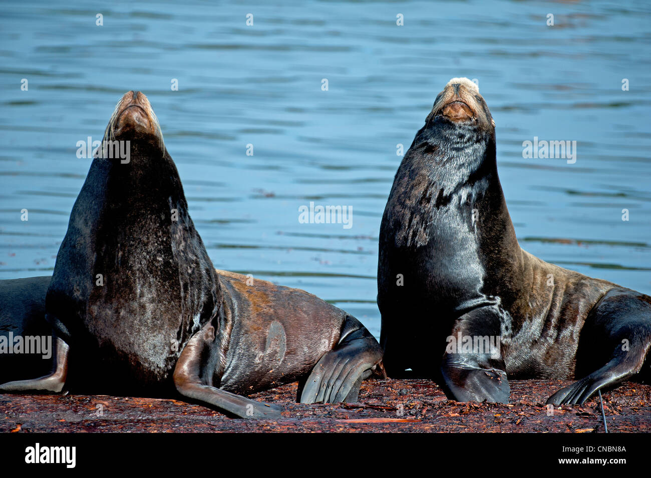 Sea Lions at Craig Bay logging yard, Nanoose Bay Vancouver Island BC ...