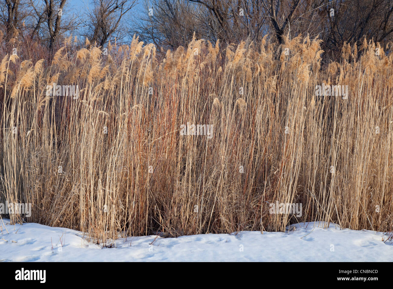 South platte river colorado hi-res stock photography and images - Alamy