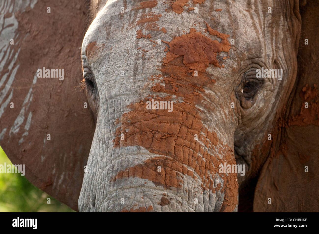 Male Elephant, Addo Elephant Park, Garden Route, South Africa Stock ...
