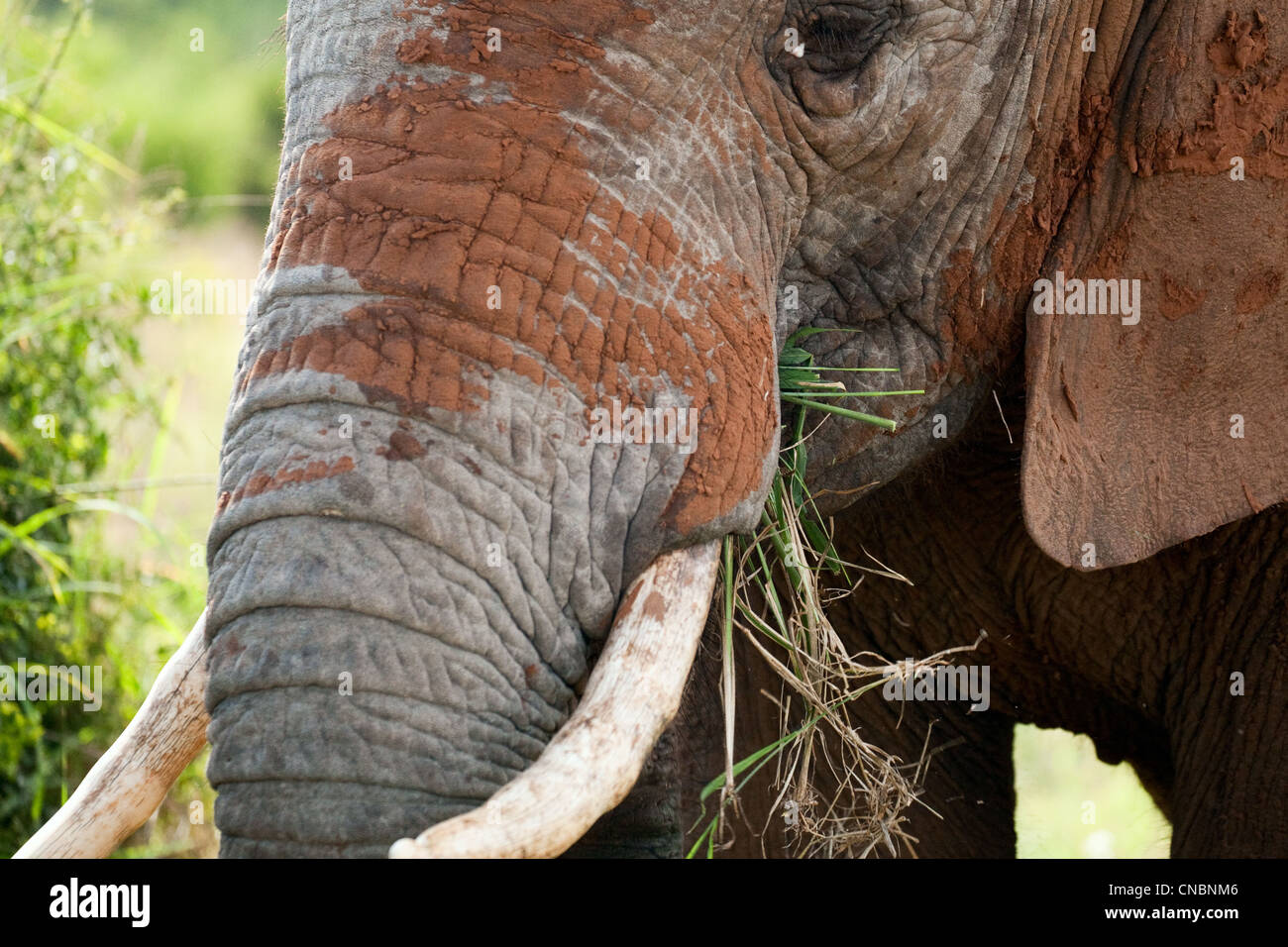 Male Elephant, Addo Elephant Park, Garden Route, South Africa Stock ...