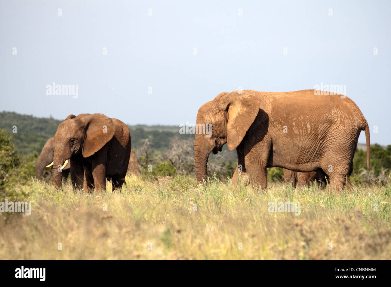 Elephant Addo Elephant Park, Garden Route, South Africa Stock Photo - Alamy