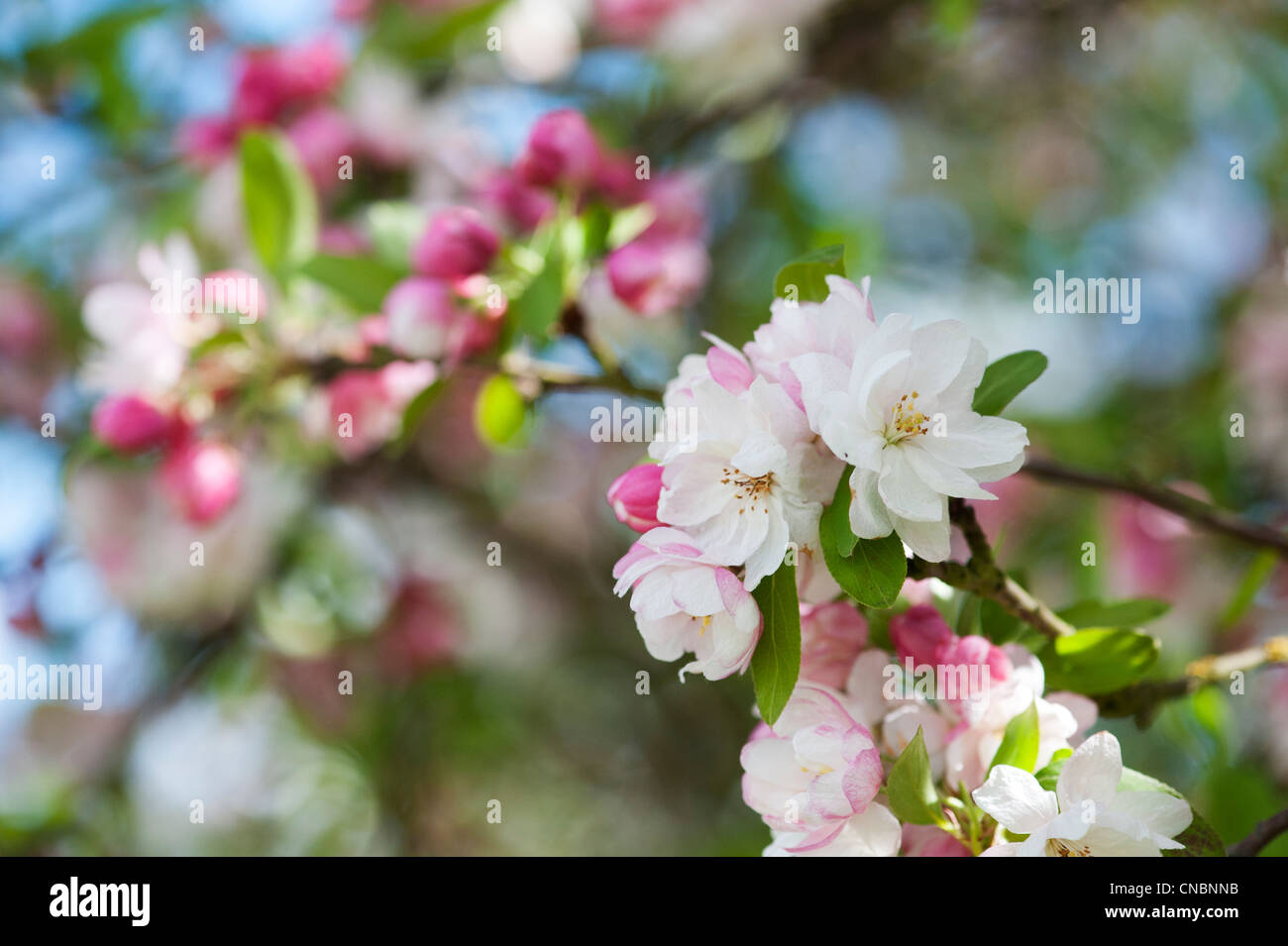 Malus 'snow cloud' . Crab Apple Tree blossom Stock Photo - Alamy