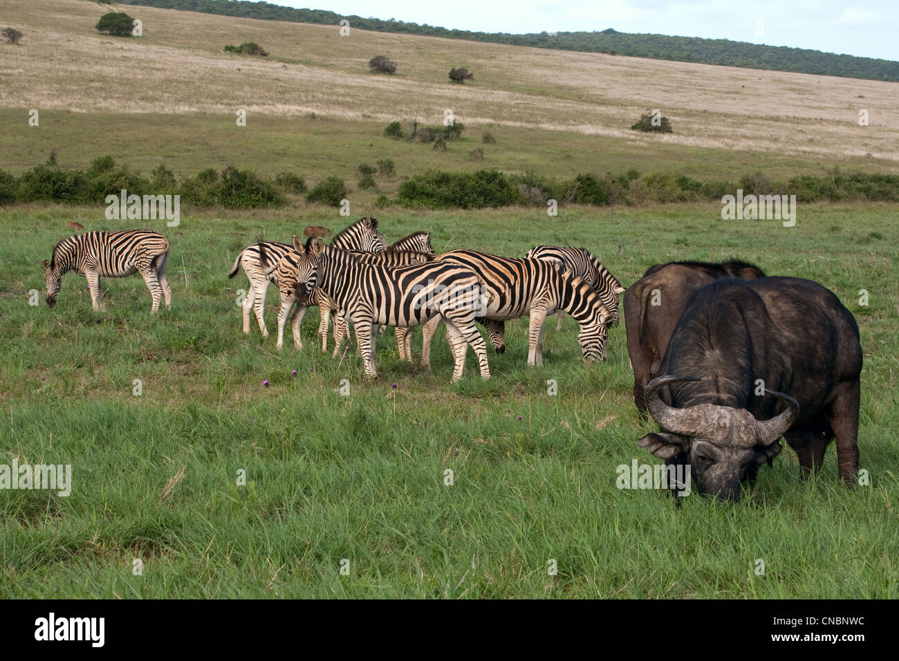Cape Buffalo & plain (Burchell's) zebra, Addo Elephant Park, Garden ...