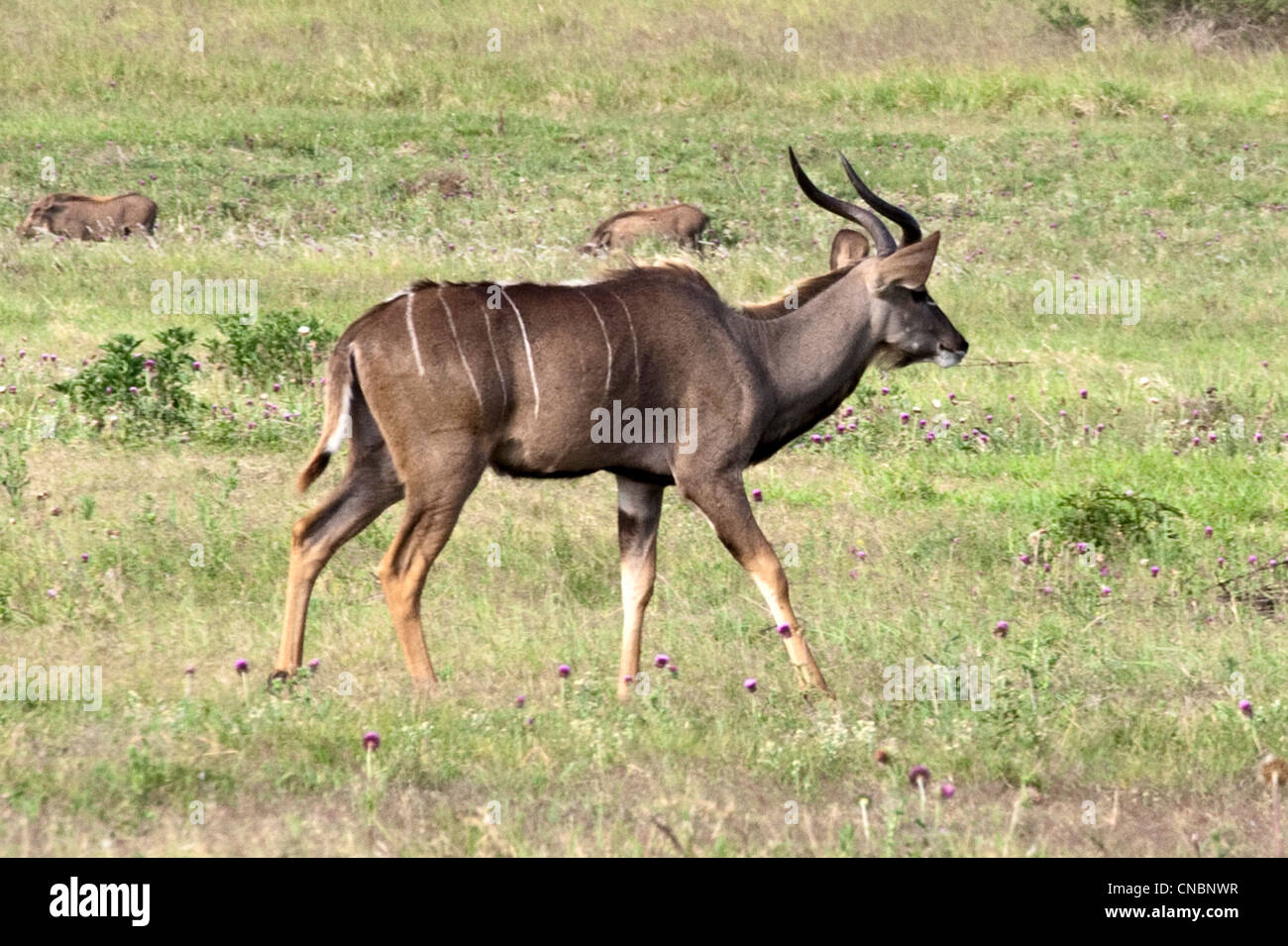 Kudu buck hi-res stock photography and images - Alamy